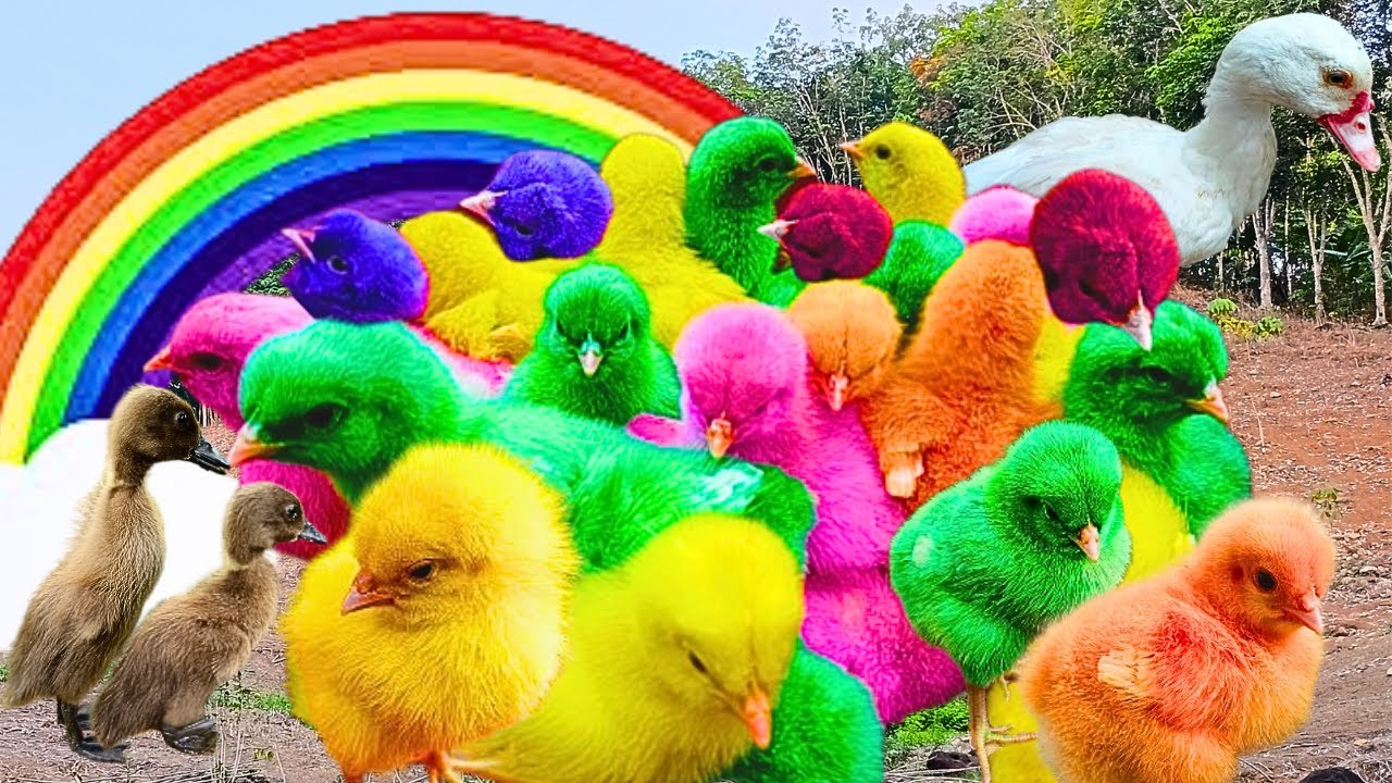 Catch colorful chickens, cute chickens, rainbow chickens, cute cats ...