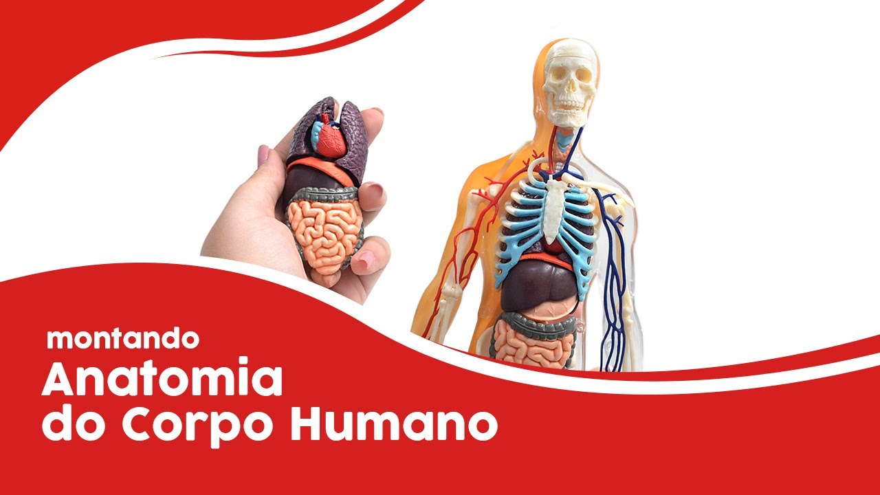 Como Montar o Modelo Anatômico do Corpo Humano • 4DMasterMed - YouTube