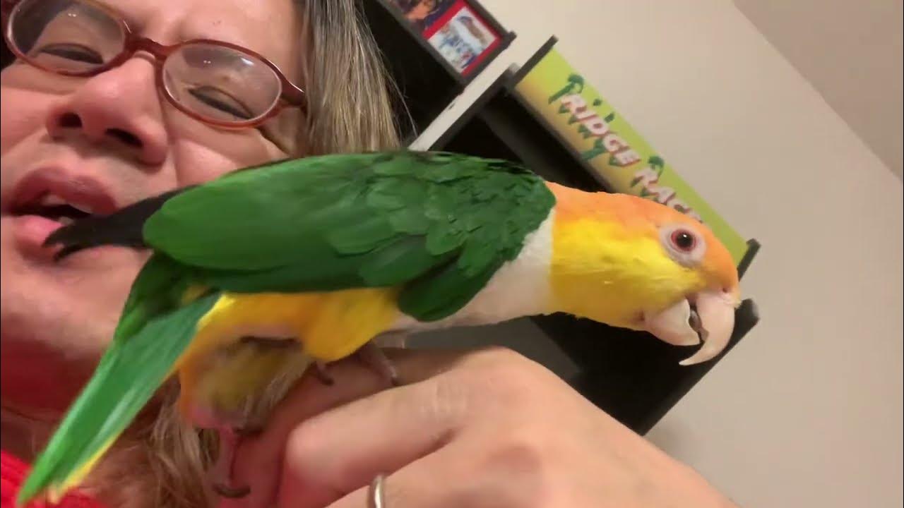Today’s Happy Birbs🍋🍅🥝🥚 - YouTube