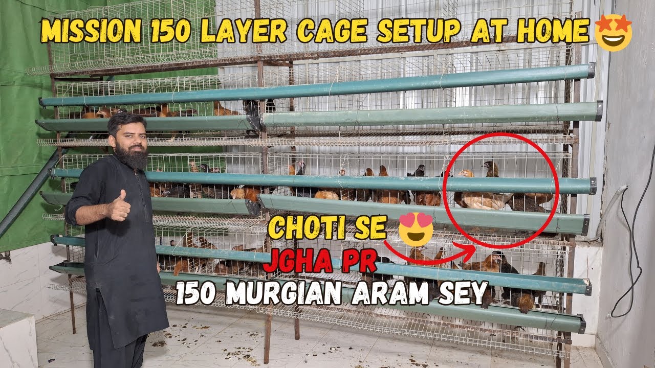 Mission 150 Layer Birds Cage ️🐤| Small Scale Egg Farming at Home🏠 - YouTube