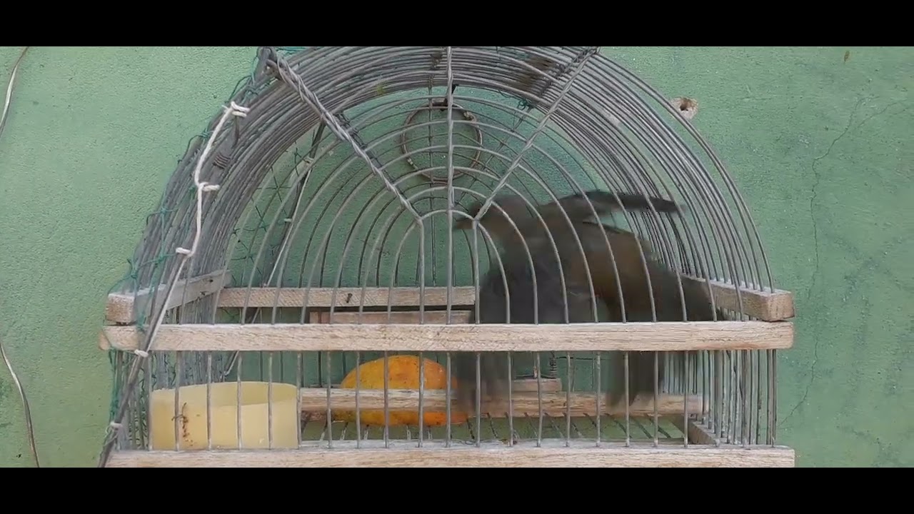 captura de siete color pichón - YouTube