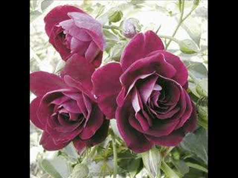 Ibrahim Tatlises - Eli Develi