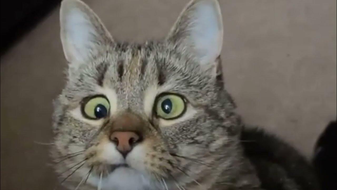 Cat has a lazy eye - YouTube