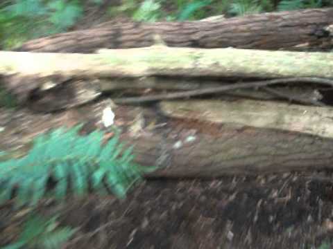 SOAS: Kicken Trees and Building A Fort - YouTube