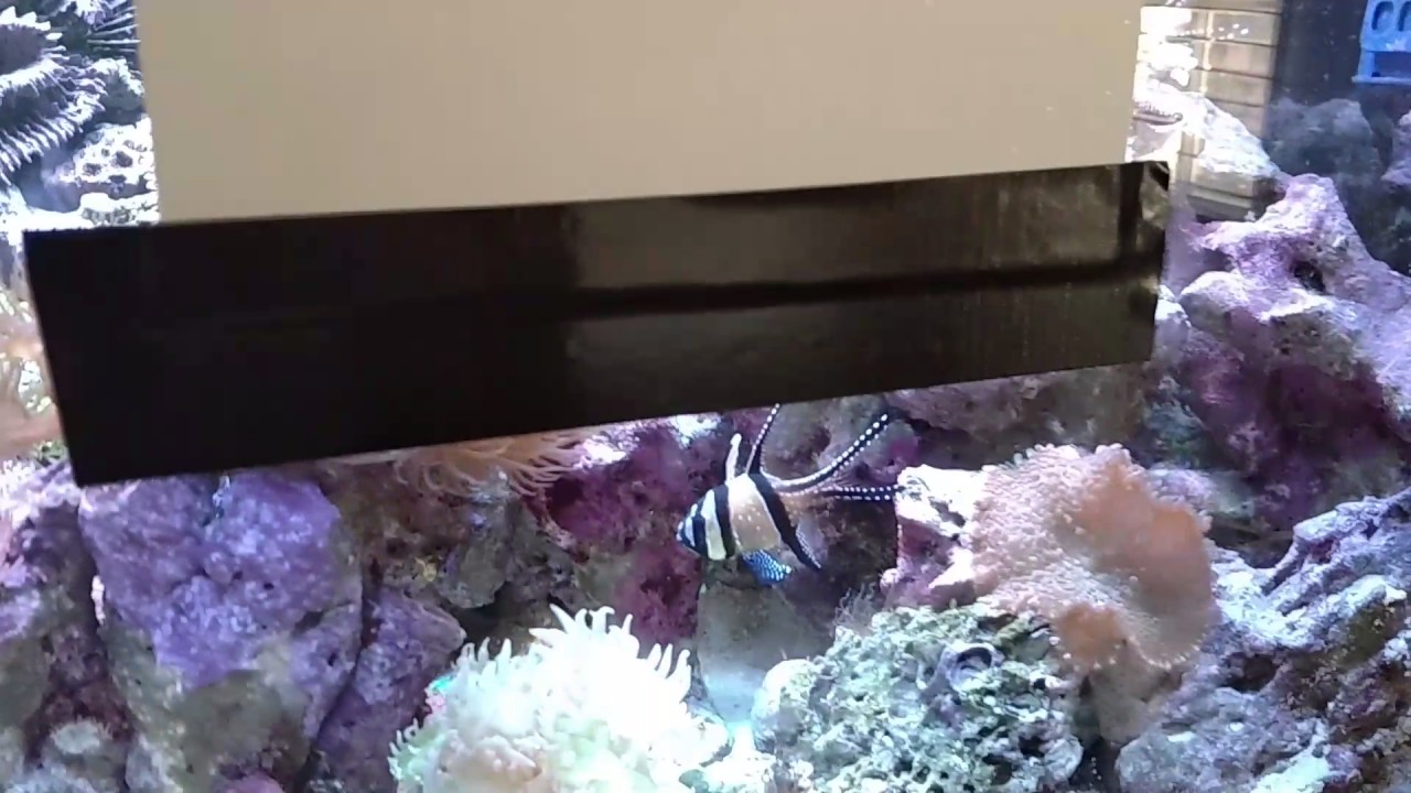 My new Australian Harlequin tusk fish in 90 gallon reef - YouTube