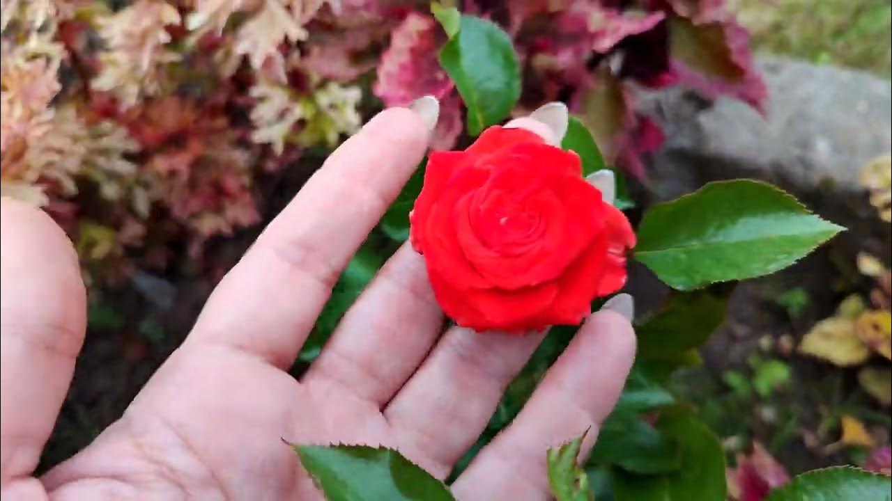 Розы-спрей.Задик. - YouTube