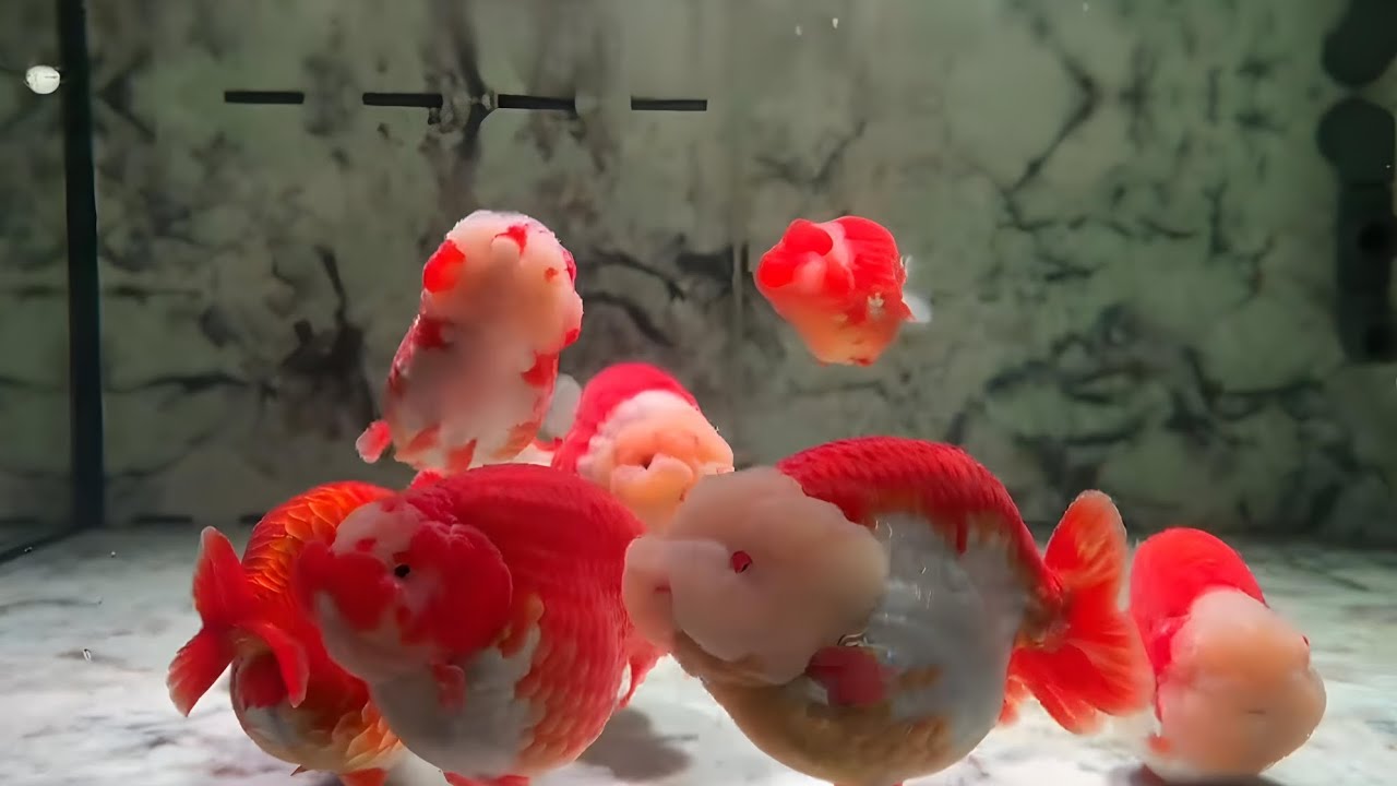 ikan mas koki ranchu rw goldfish | GOLDFISH lionchu goldfish # ...