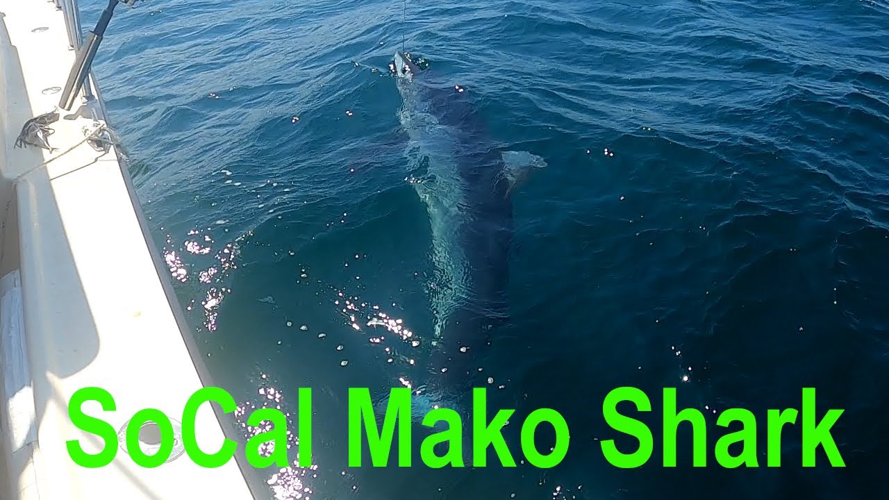 Mako Shark Fishing Off Newport Beach In Southern California - YouTube