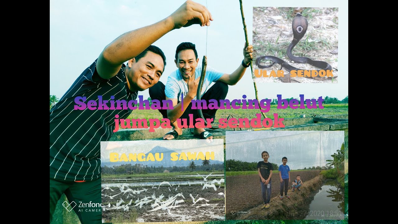 Mancing Belut | Eel Fishing | Jumpa Ular Sendok Sekinchan Selangor ...