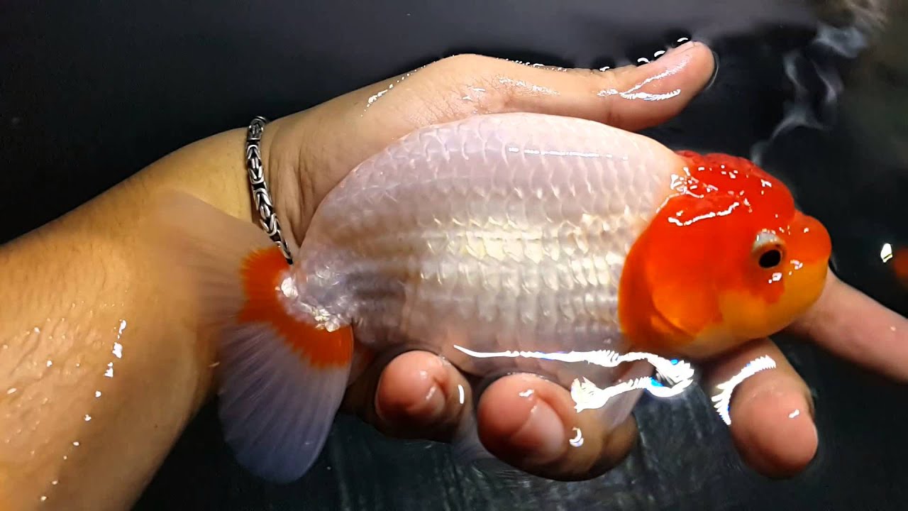 Ranchu giant - YouTube