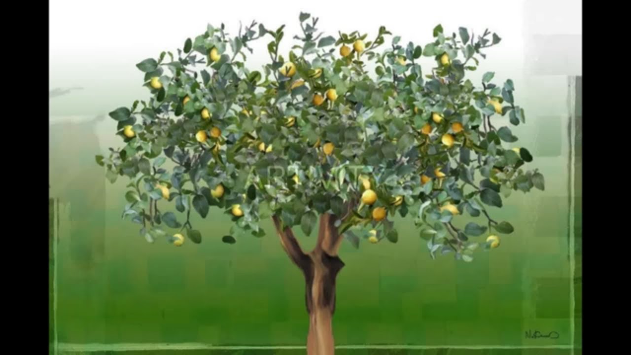 Κοντουλα λεμονια - YouTube