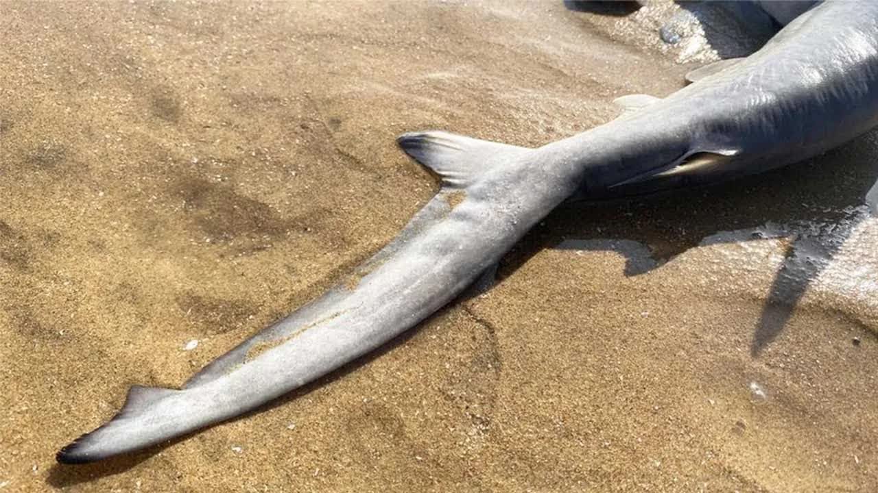 Dead Underwater Shark Almost Bites Off Human Hand - YouTube