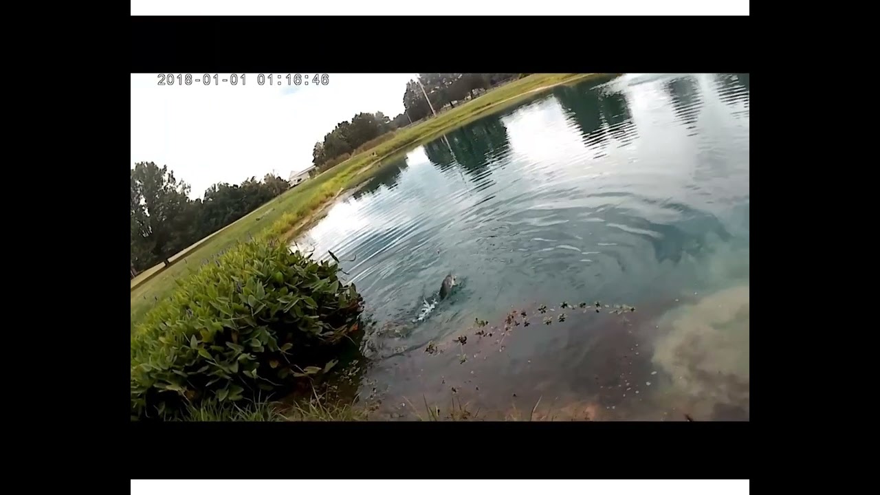 Bass Youtube