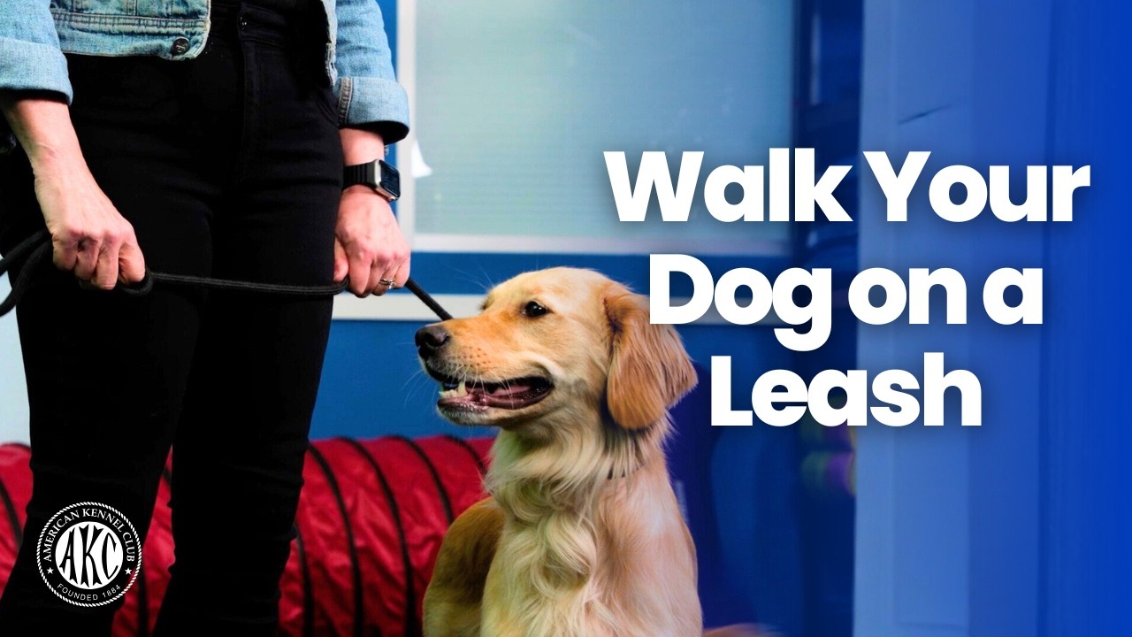 How to Walk Your Dog on a Leash | Training Tips - YouTube