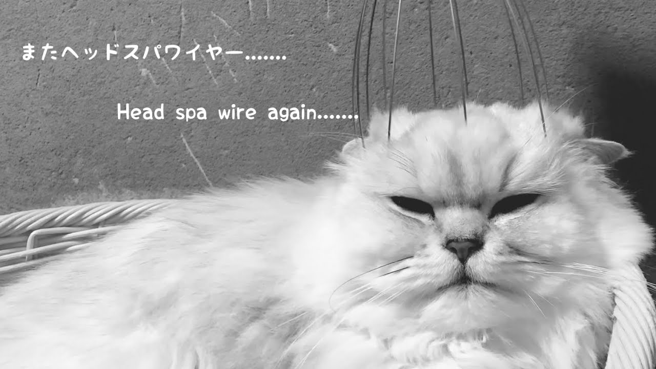 Head spa wire again....... またヘッドスパワイヤー....... - YouTube