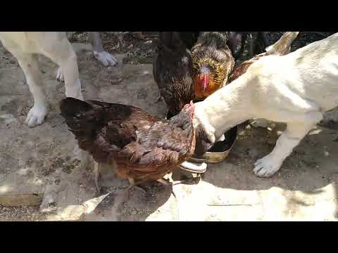 Köpekler ve tavuklar kardeş oldular.