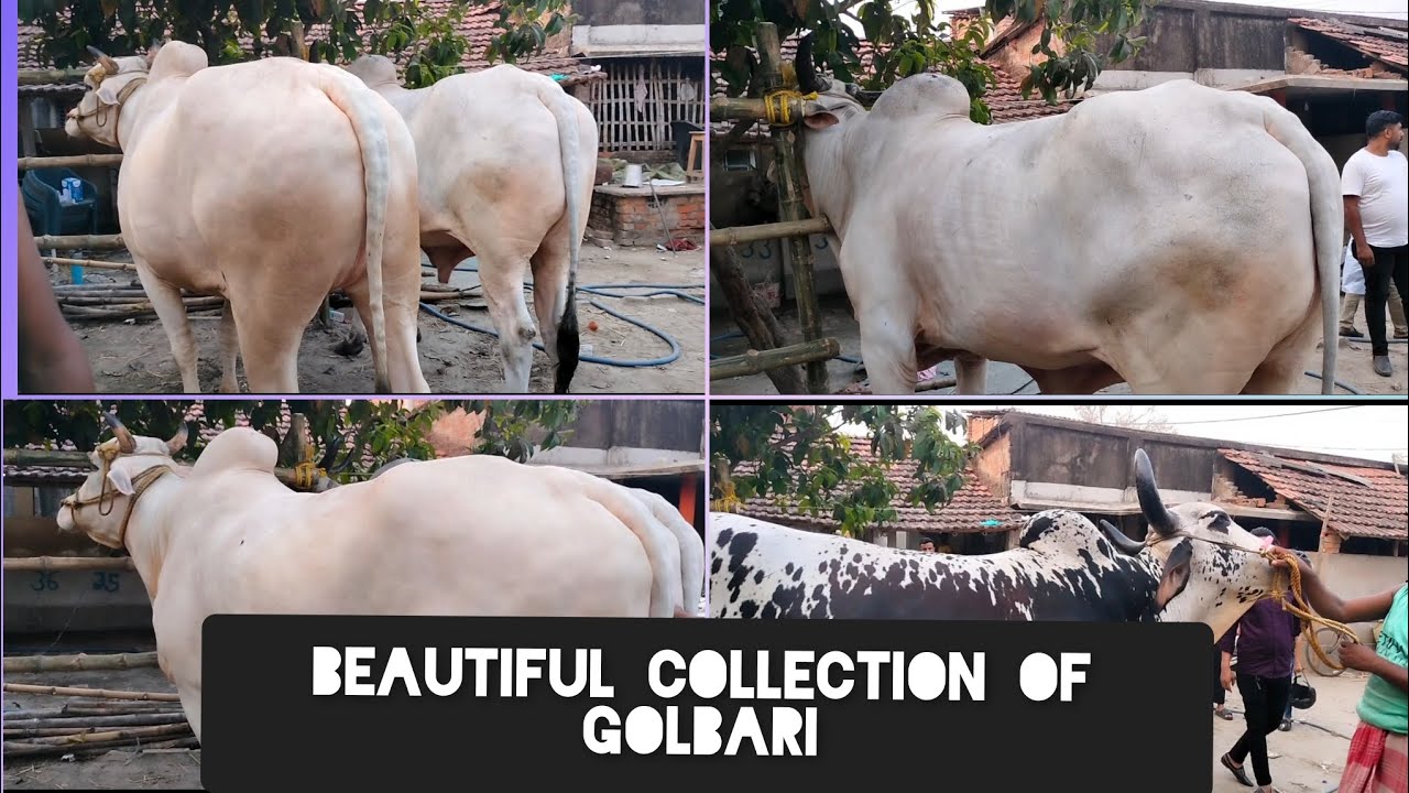 Kolkata's Heaviest 😱 Collection Of Golbari 2024 - YouTube