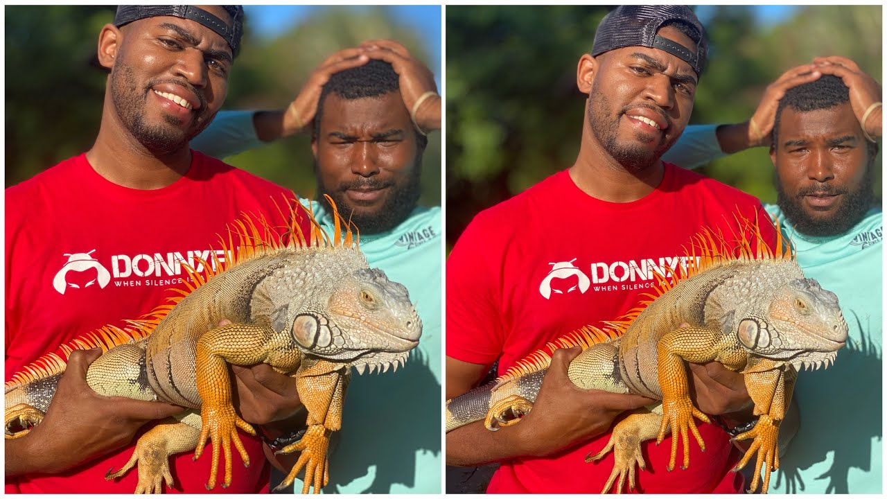 Feeding iguanas bread Then Catching The KING!! Pole Hunting iguanas ...