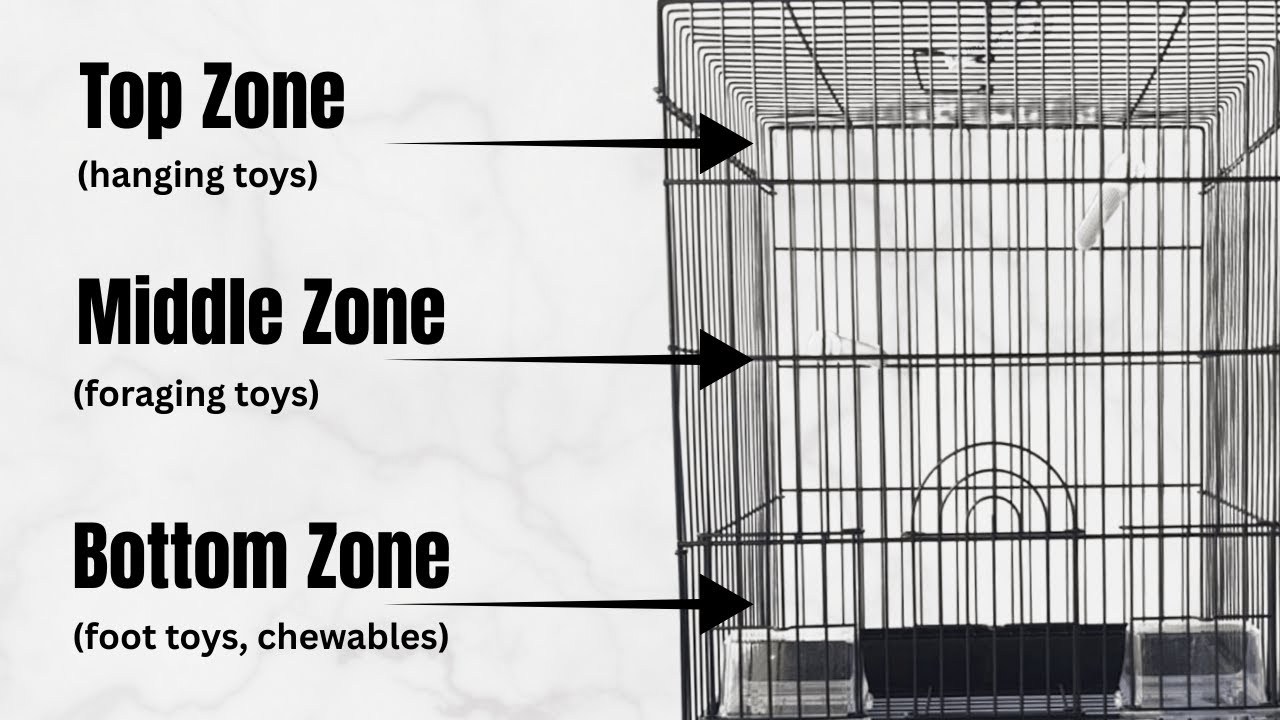 Complete Cockatiel Cage Setup (Size, Perches, Toys, Placement) - YouTube