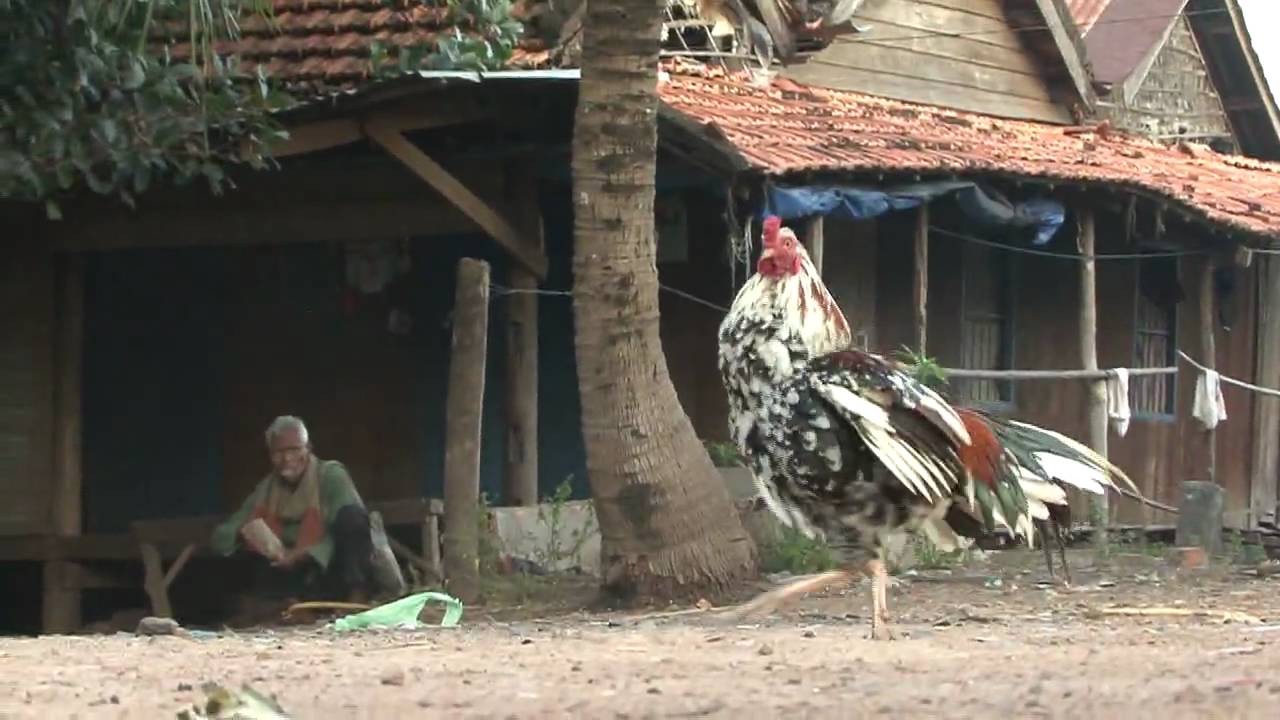 RICE FIELD OF DREAMS - DEMO - YouTube