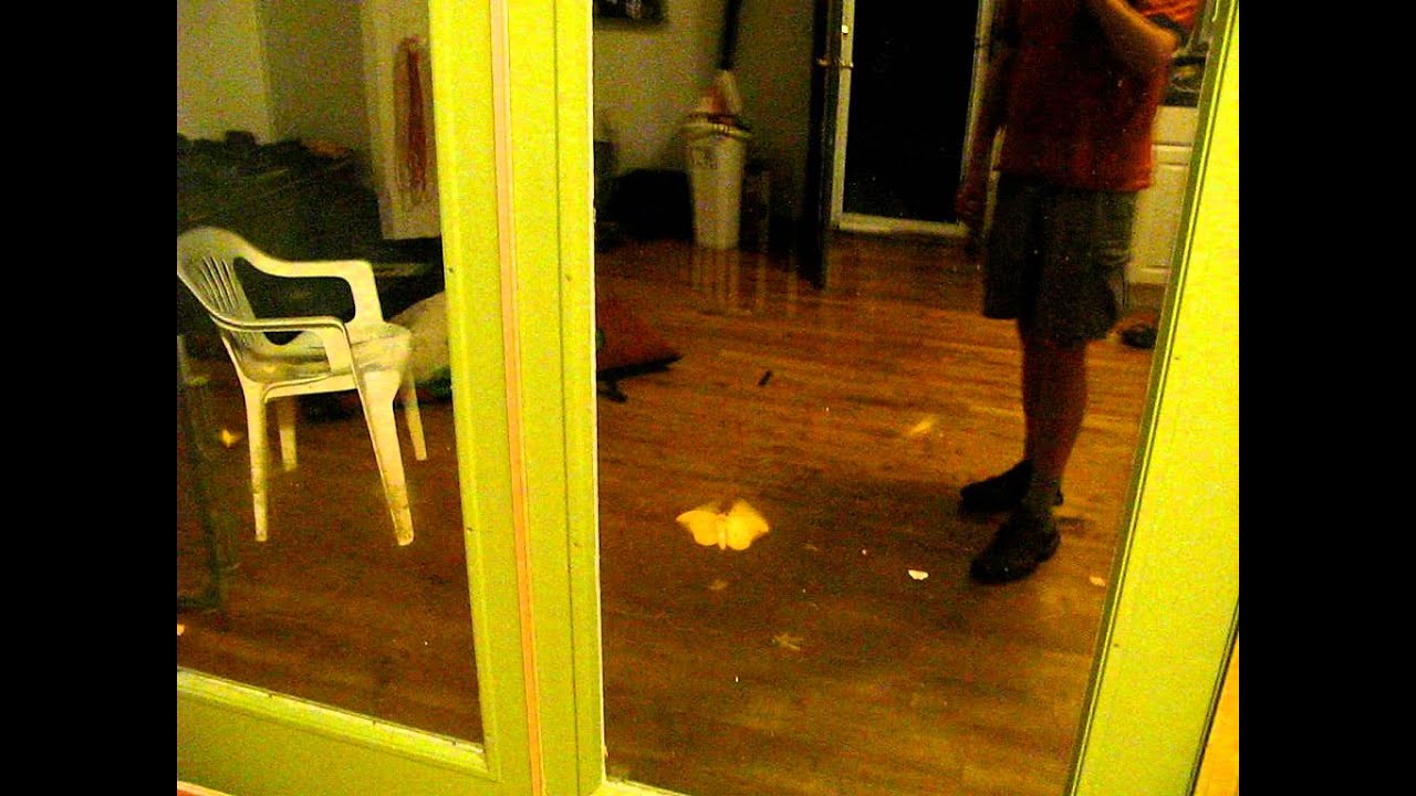 Huge Moth or Flying Cheeto? - YouTube