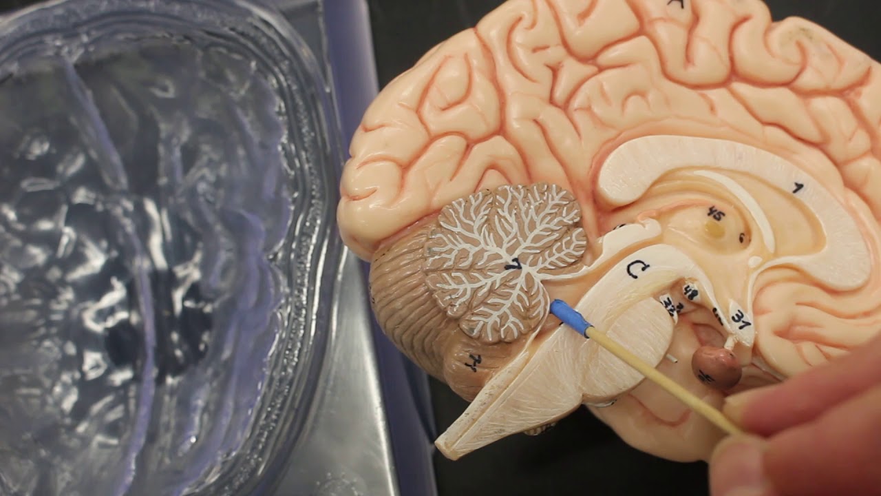 AP 120 Lab 8 Nervous System: Brain Model - YouTube
