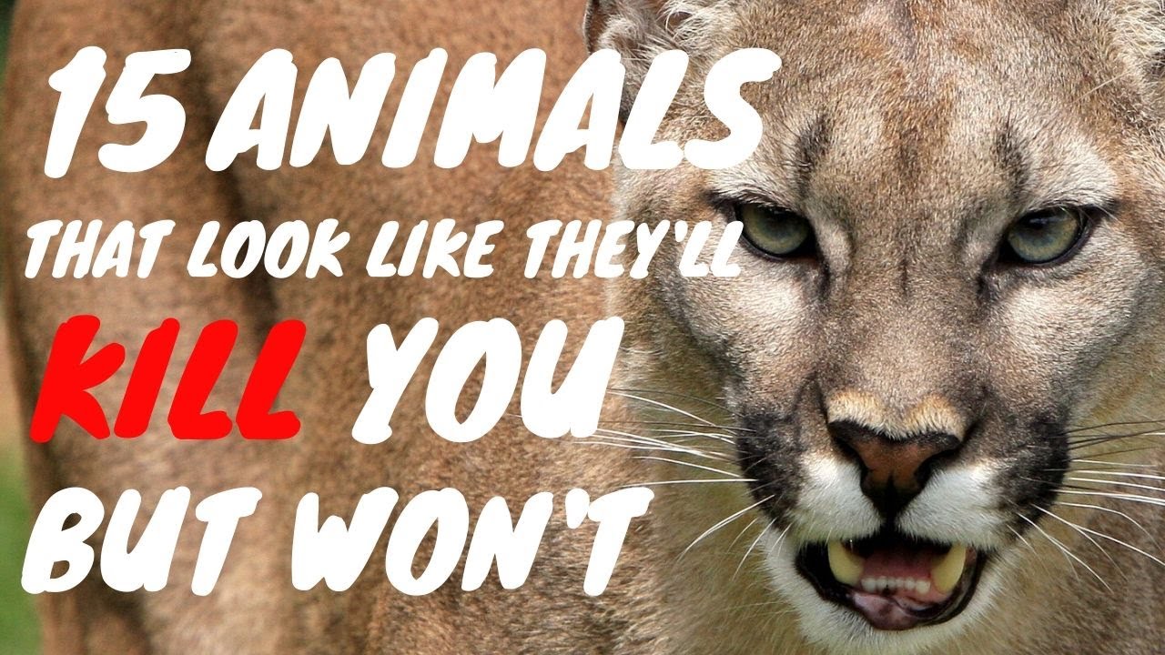 NOT DANGEROUS ANIMALS - YouTube