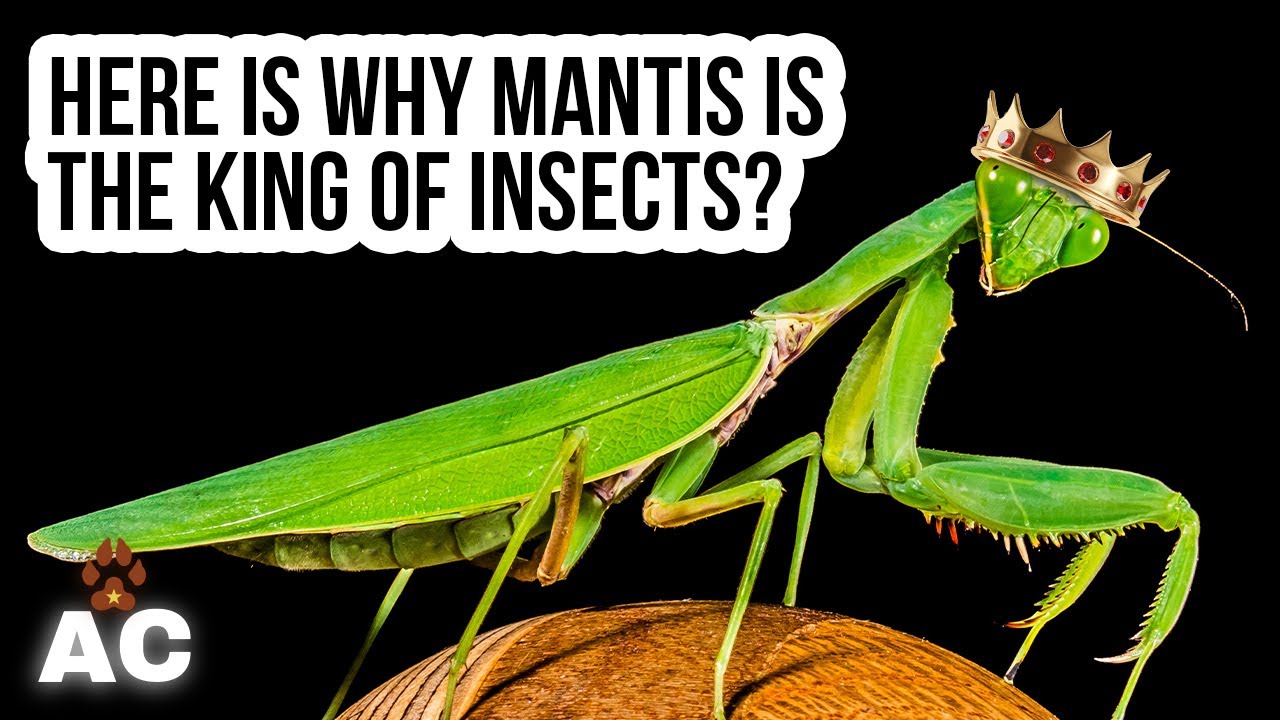 WHY MANTIS IS KING OF INSECTS?!?! - YouTube