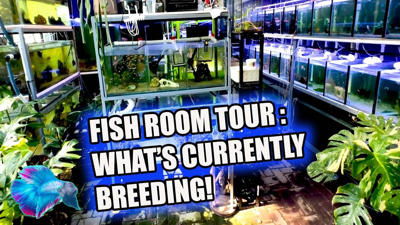 FISH ROOM TOUR: WHAT'S CURRENTLY BREEDING! - YouTube