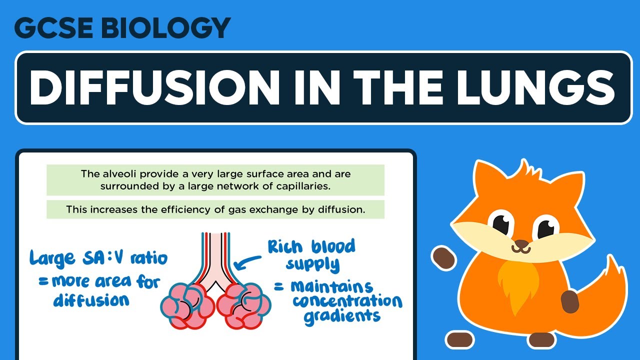 Exchange and Diffusion in the Lungs - GCSE Biology - YouTube