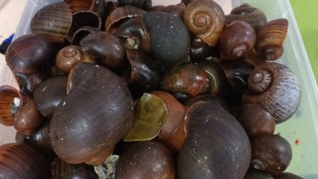 luto muna tayo (Bisokol) - YouTube