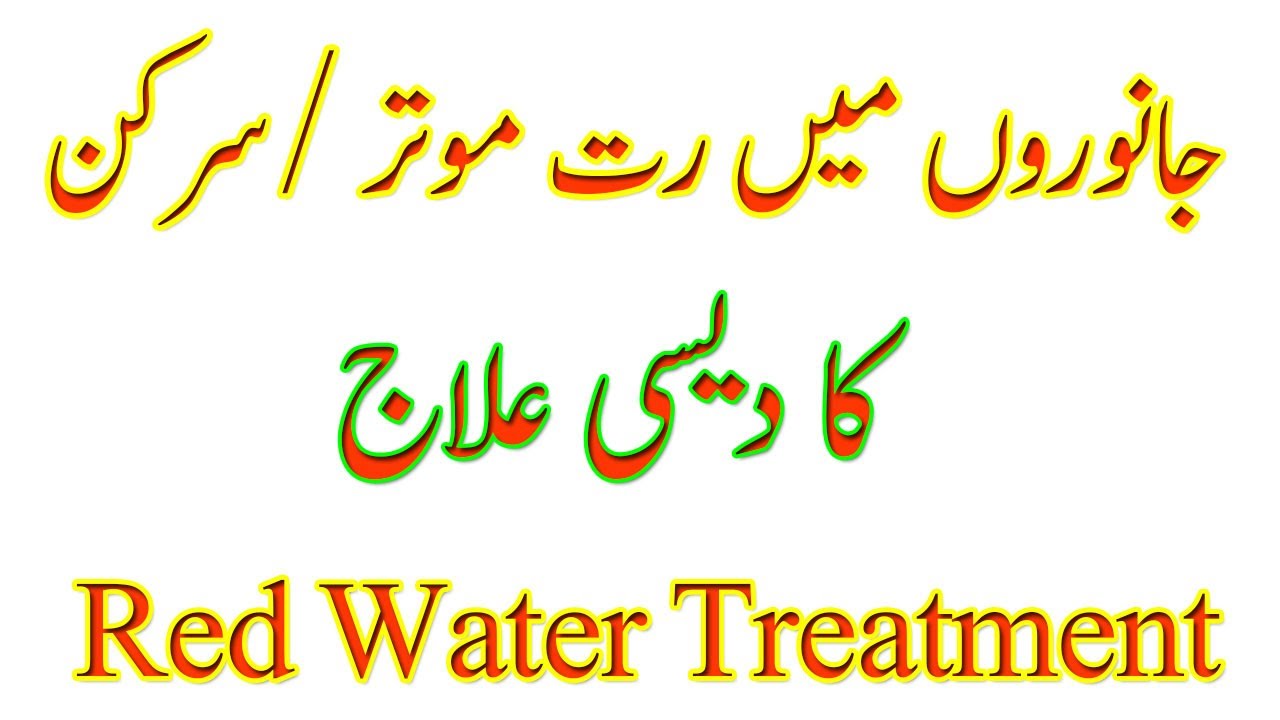 Red Water Disease In Cows And Buffaloes Treatment | Rut Mootra Ka Ilaj ...