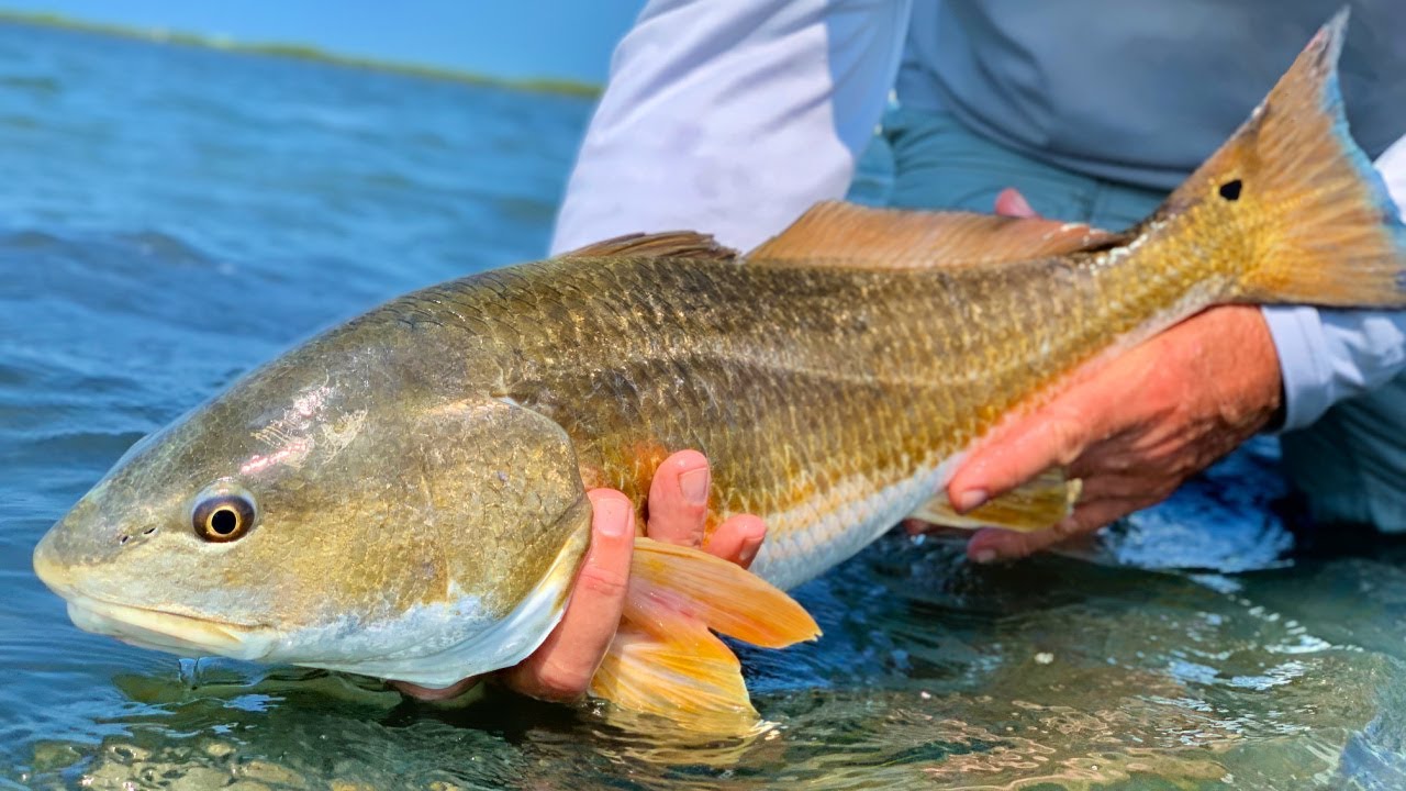 Why You Should Learn About Predator Fish Biology During The Fall - YouTube