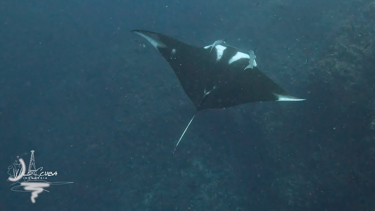 Graceful Oceanic Manta Ray visiting the 'Magnet' - YouTube