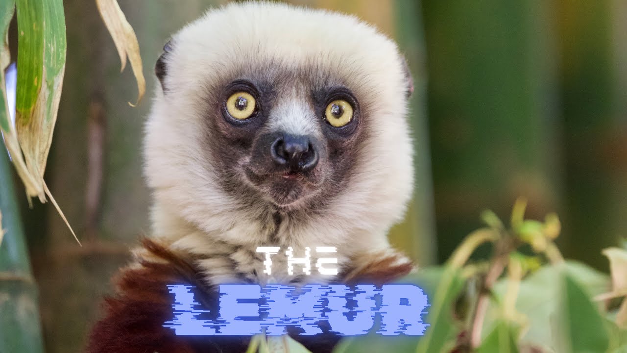 the lemur - YouTube