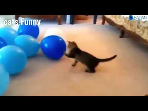 اجمل تجميع مضحك عن القطط - YouTube