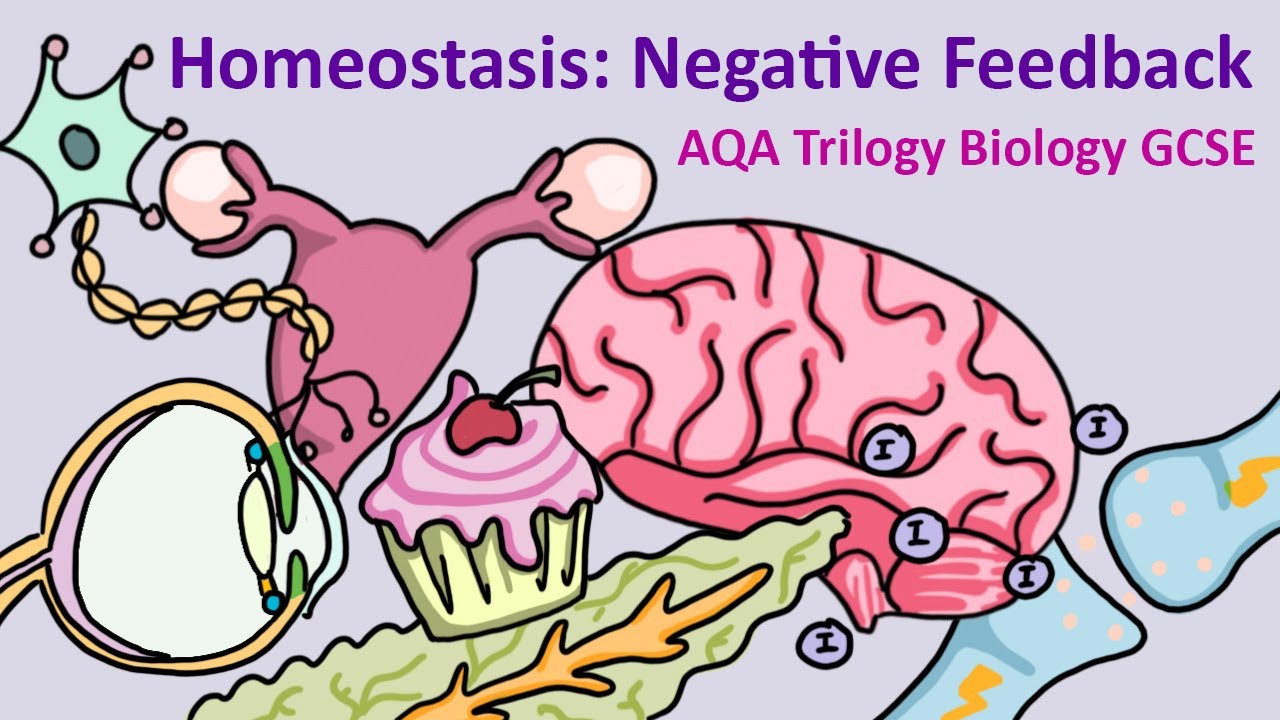 GCSE Science Biology AQA : Homeostasis: Negative Feedback - YouTube