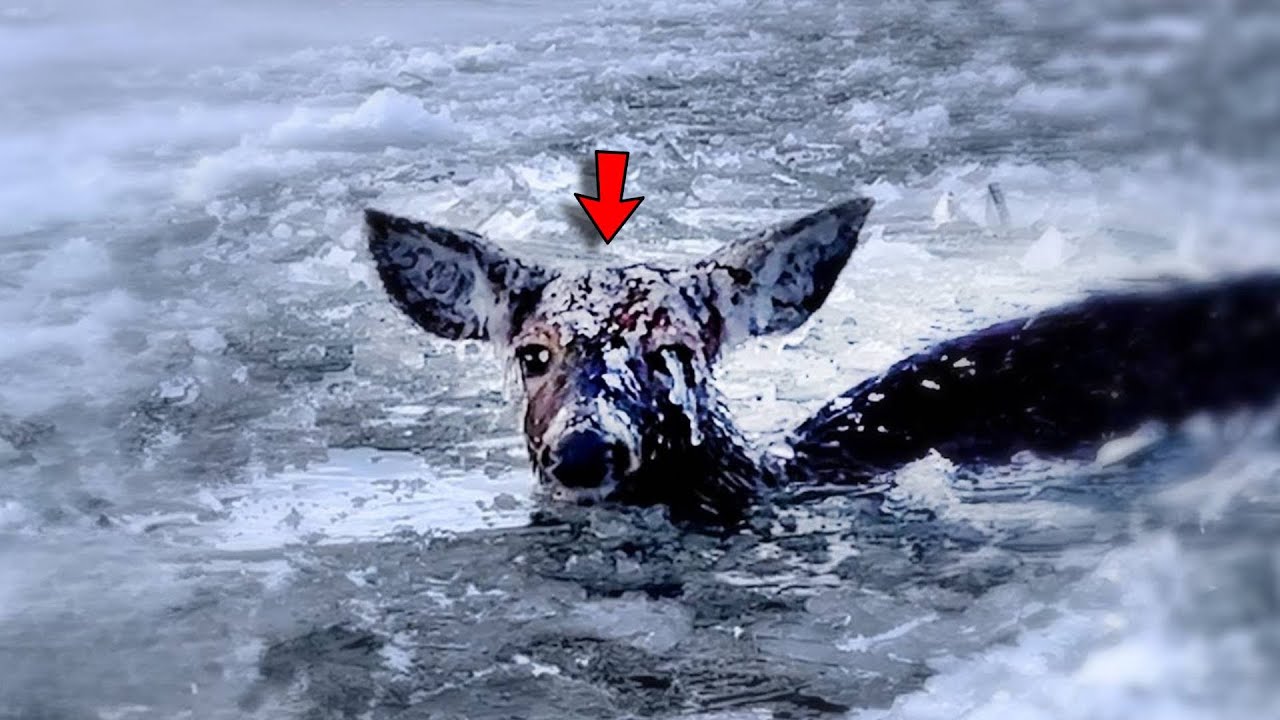 Frozen Deer Caught in an Icy Nightmare His Story Will Shock You - YouTube
