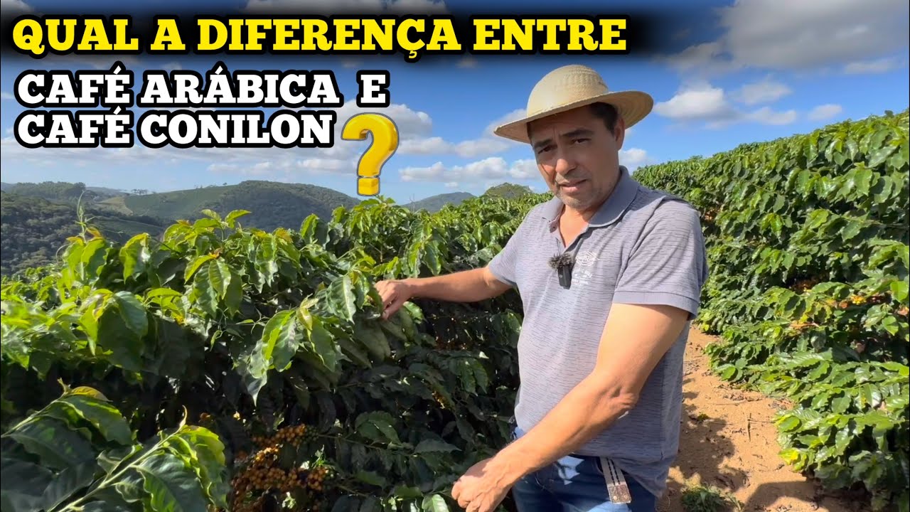 VEJA A DIFERENÇAS QUE VOCÊ NÃO SABIA DO CAFÉ ARÁBICA COM O CAFÉ CONILON ...