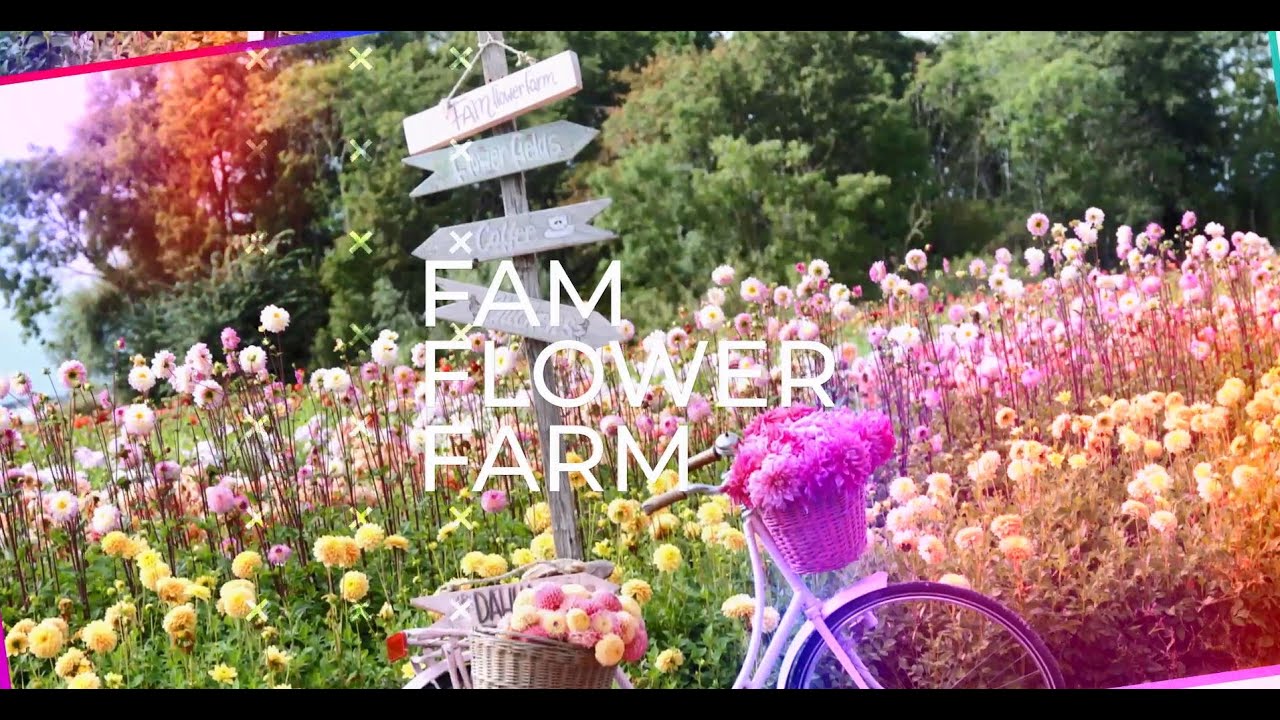 Heemskerk Flowers - Farm Flower Farm Dahlia's - Meet & Greet - YouTube