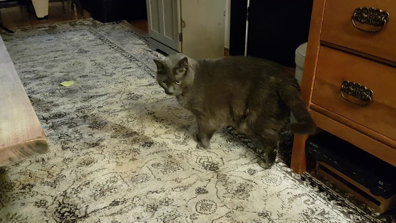 Flipping off a fat stinky cat in a dirty apartment - YouTube