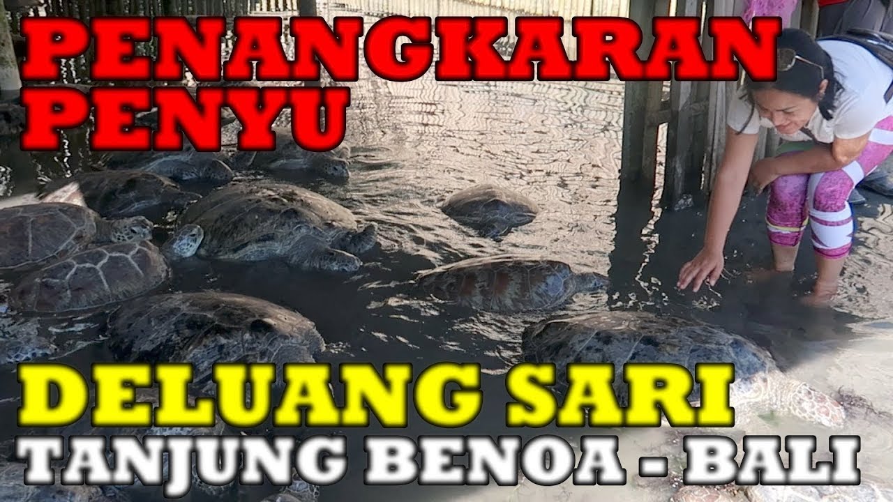 Tempat Wisata Bali Jalan Jalan ke Penangkaran Penyu BALI Tanjung Benoa ...