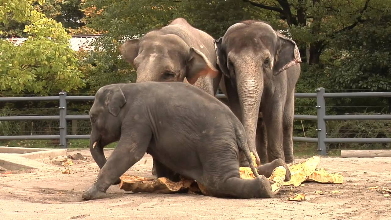 Elephants squish giant pumpkins - YouTube