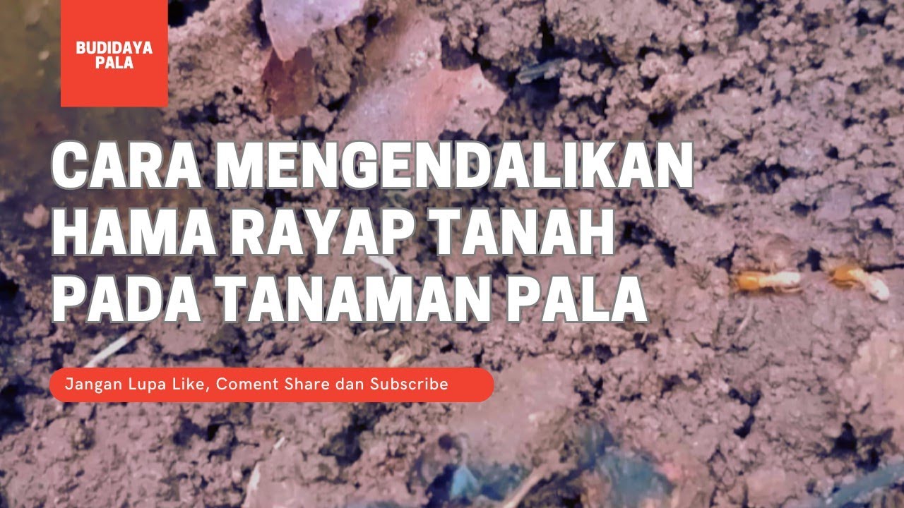 Cara Mengendalikan Hama Rayap Tanah Pada Tanaman Pala dan Tanaman ...