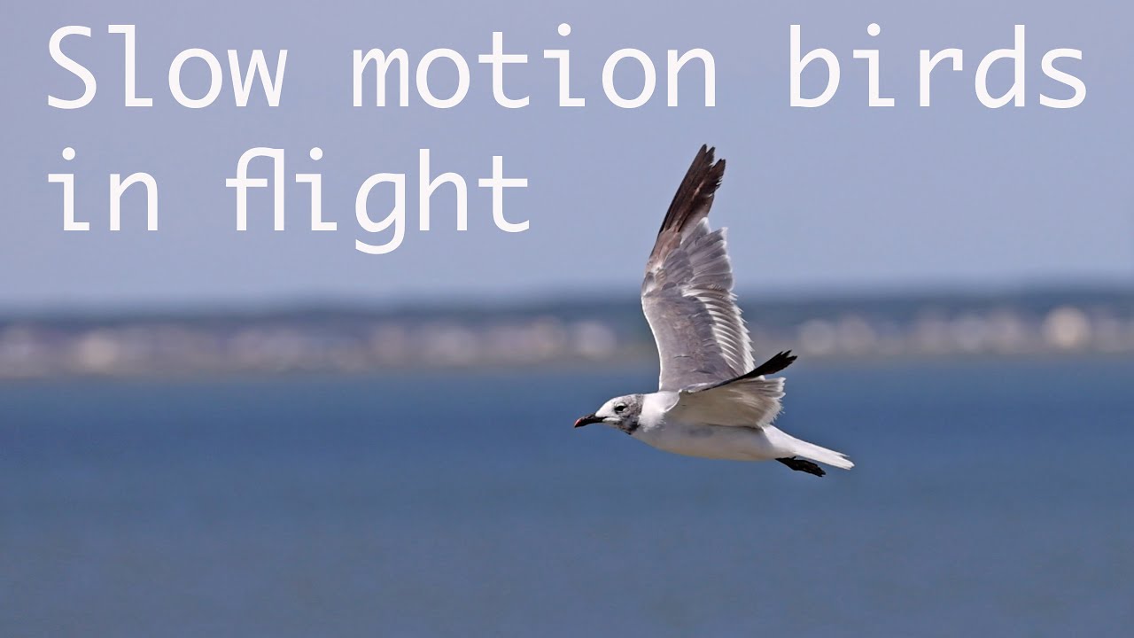 Nature music video: Night sky, sunrise, slow motion birds in flight ...
