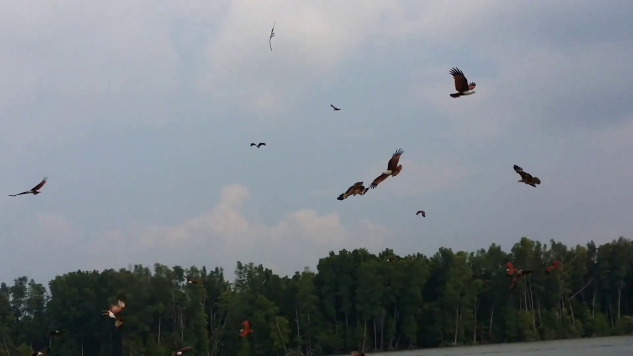Jom tengok Burung Helang di Kuala Sepetang, Taiping, Perak. - YouTube