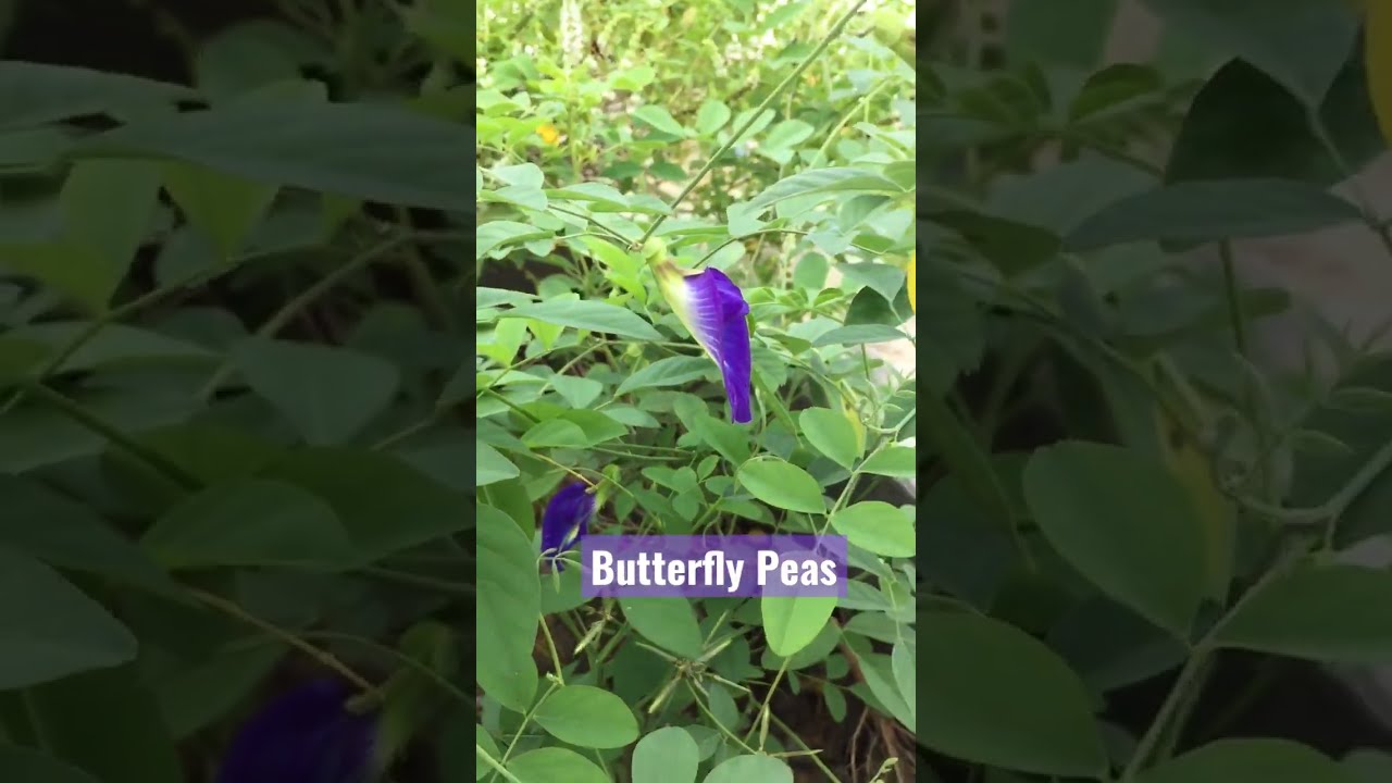 butterfly pea flower spiritual meaning #butterflypeaflower #butterfly ...