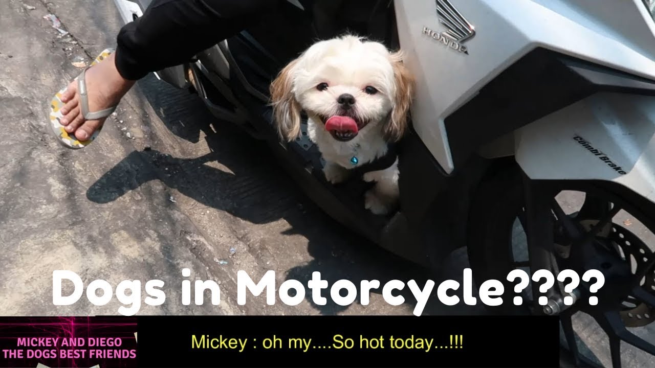 Shih tzu go to grooming with a motorcycle ?? Really?? - YouTube