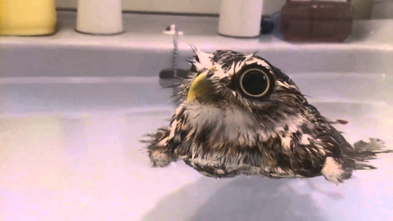 Sink EXPLODES While Bird Takes Bath! - YouTube
