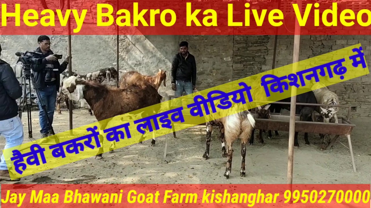 Sirohi heavy Male Goat Jay Maa Bhawani Goat Farm 9950270000 - YouTube